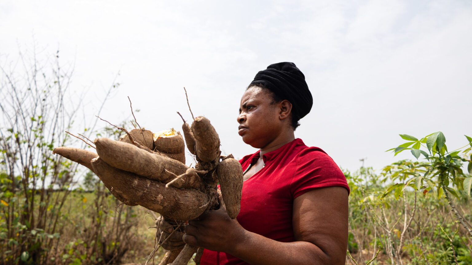 Cassava - Gates Ag One