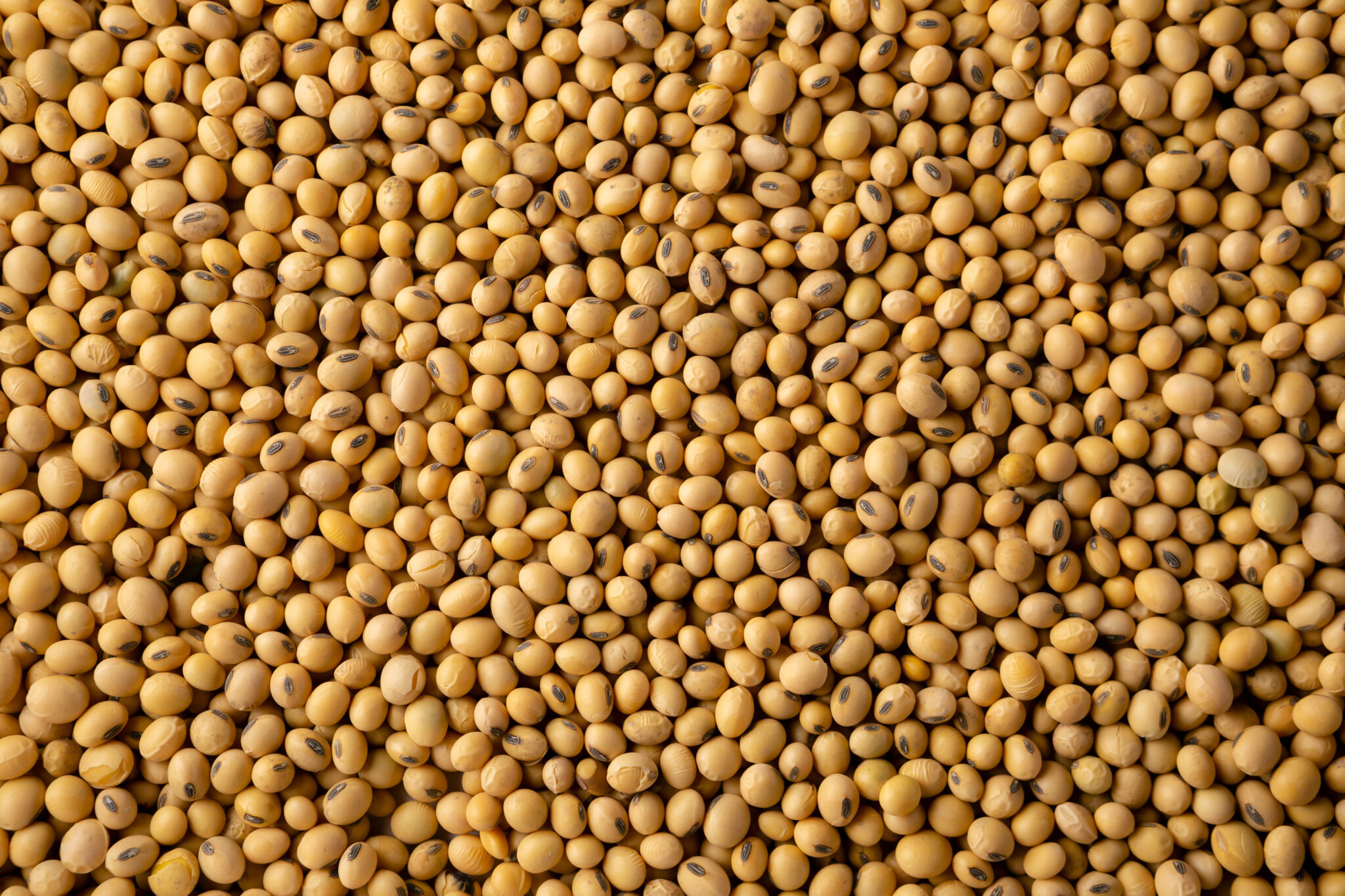 Soybean - Gates Ag One