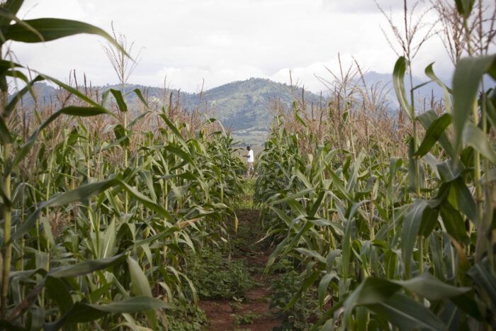 Maize - Gates Ag One