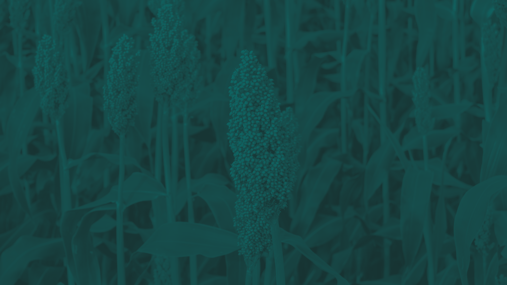 Coupa Resources - Gates Ag One